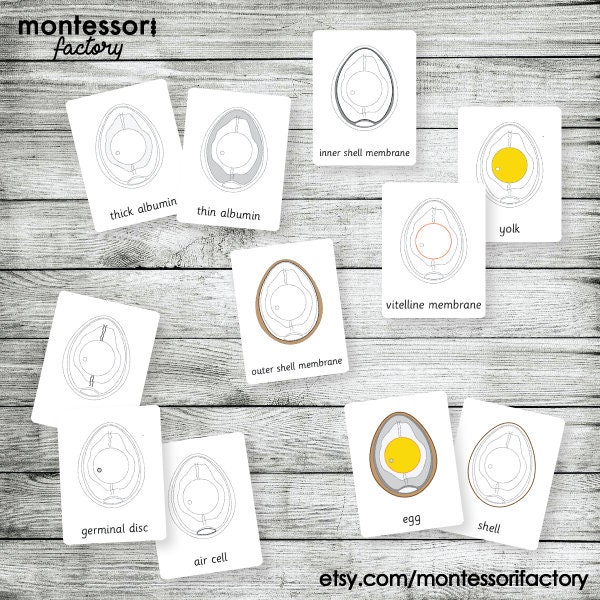 PARTS of an EGG Montessori Nomenclature Cards Flash Cards - Etsy