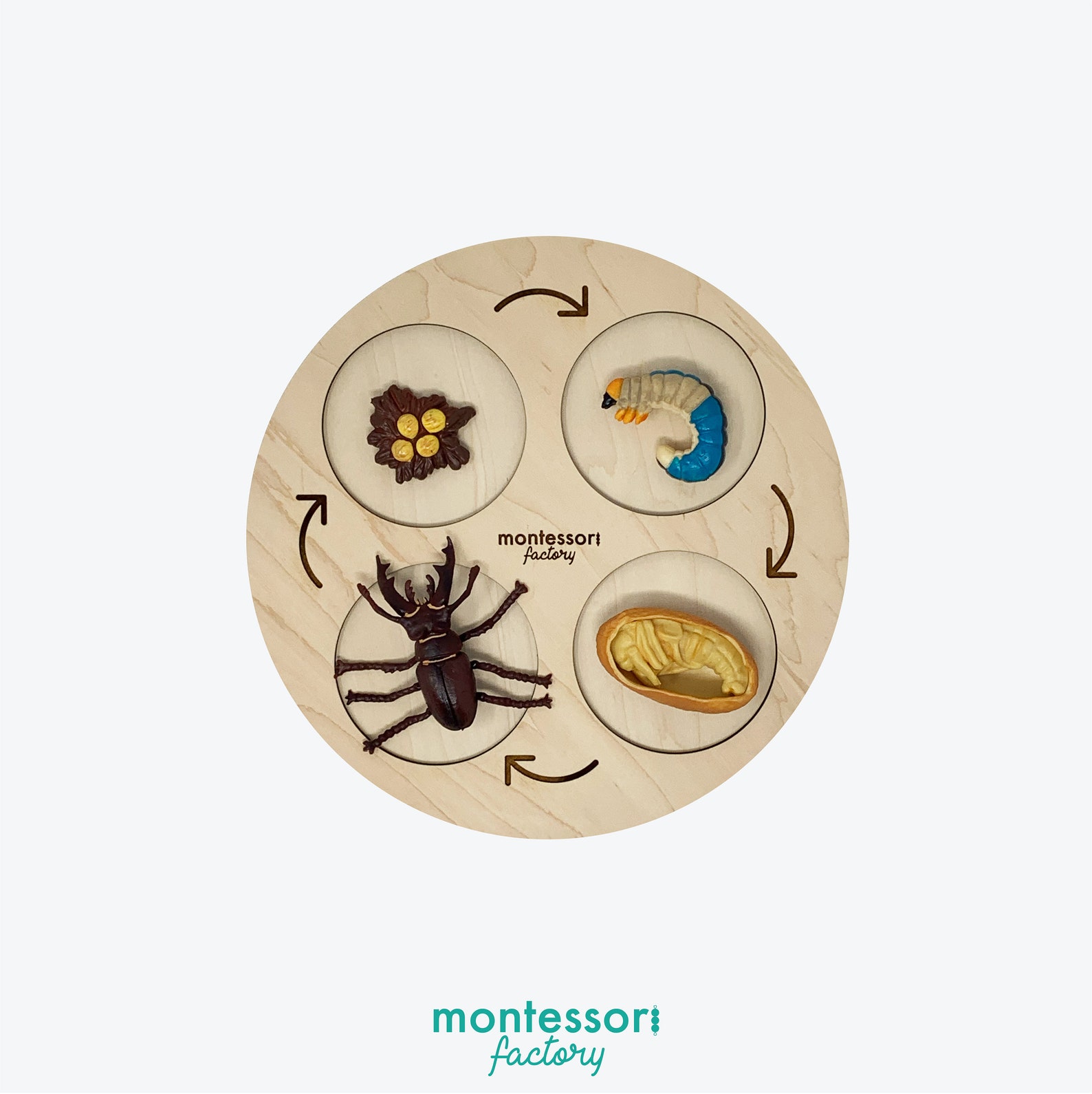 Life Cycle of an OCTOPUS Montessori Material Educational - Etsy