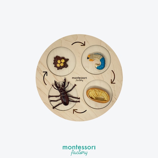 Montessori Beetle - Etsy