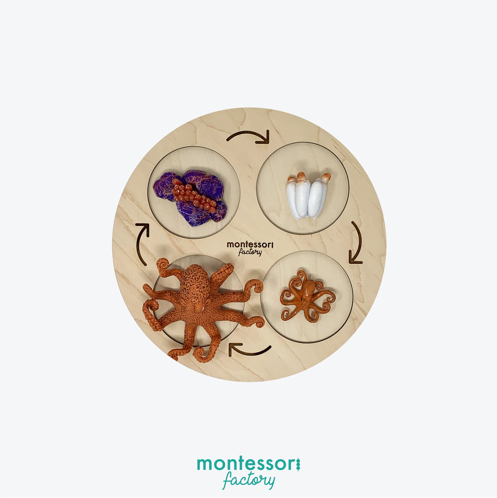 Wooden Horseshoe Crab Life Cycle Tray • Montessori Biology Educational ...