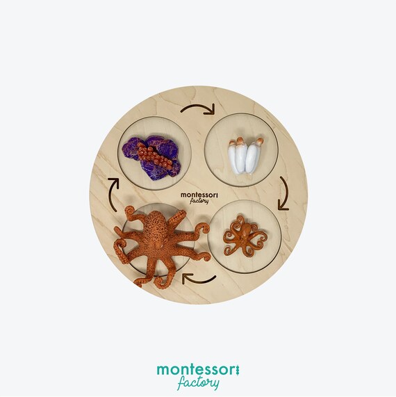 Life Cycle of an OCTOPUS Montessori Material Educational - Etsy