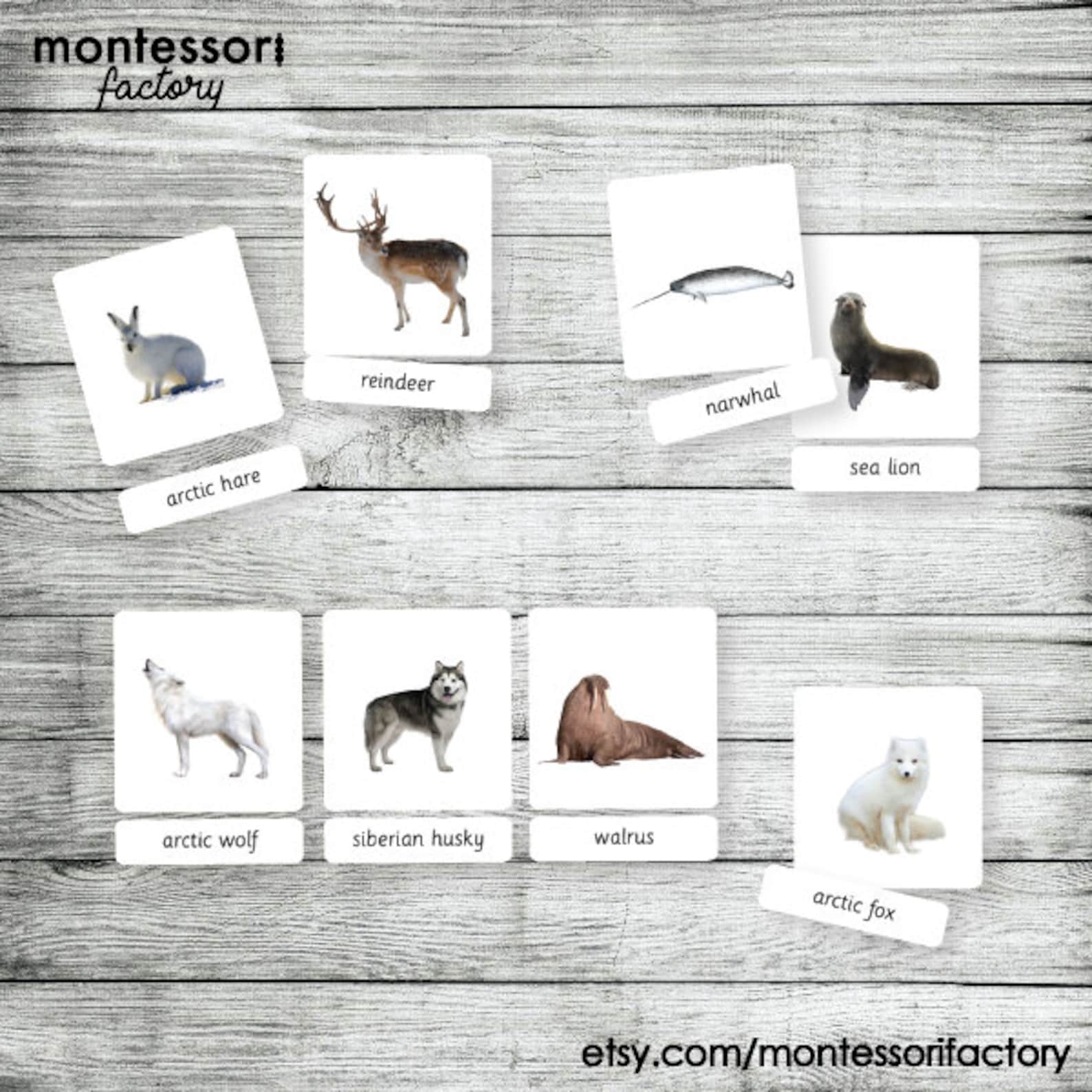 ARCTIC POLAR Animals Montessori Cards Flash Cards Three - Etsy