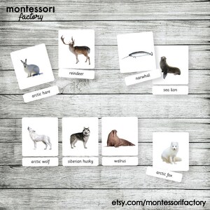 ARCTIC POLAR Animals • Montessori Cards • Flash Cards • Three Part ...