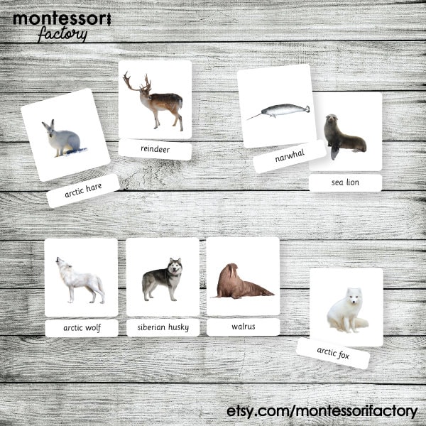 ARCTIC POLAR Animals Montessori Cards Flash Cards Three - Etsy