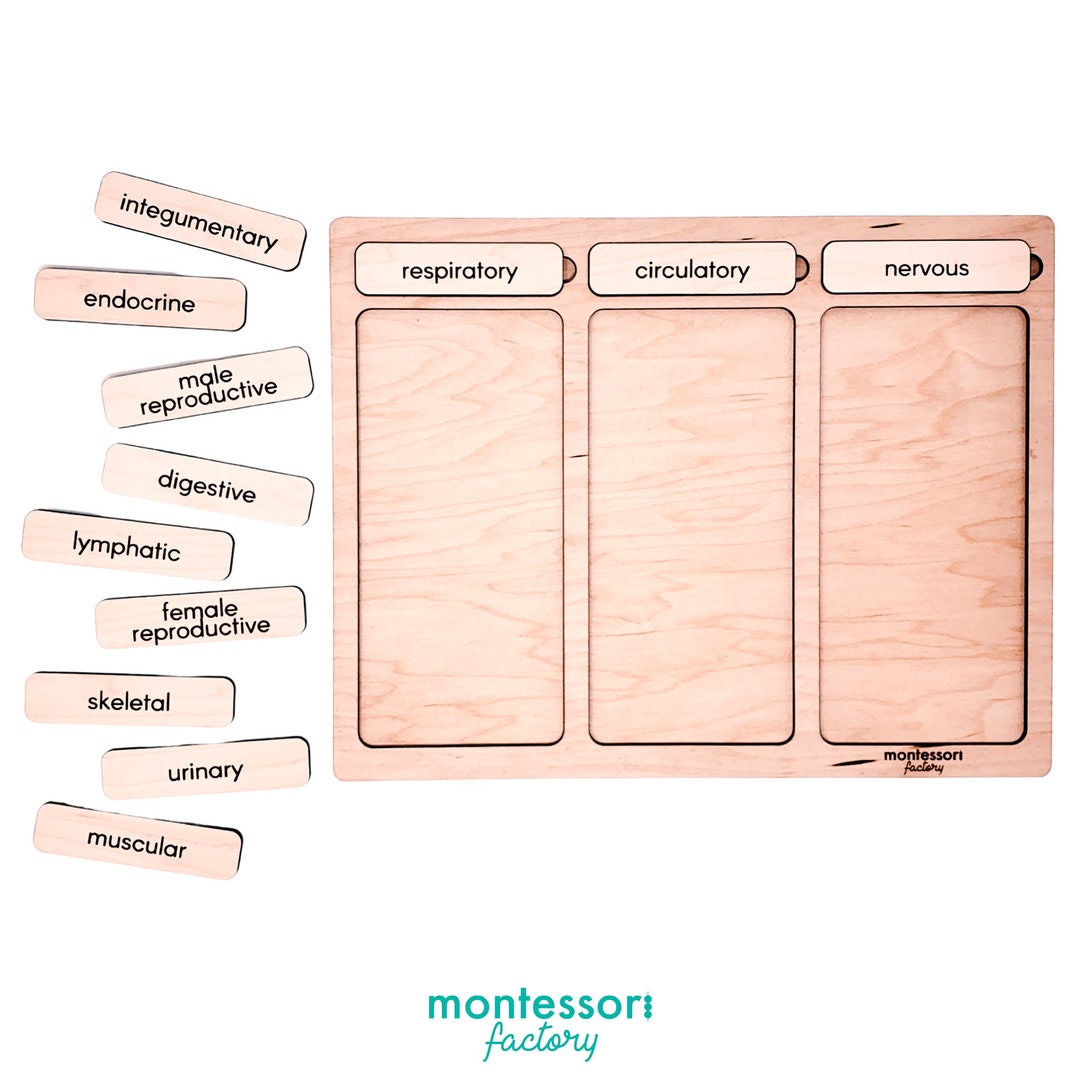 HUMAN BODY SYSTEMS • Skeletal, Muscular, Circulatory, Nervous, Urinary ...