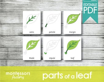 PARTS of a SEED Montessori Cards Flash Cards Three Part - Etsy