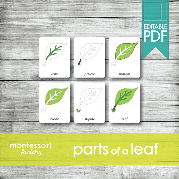 PARTS of a LEAF Montessori Cards Flash Cards Three Part | Etsy Canada