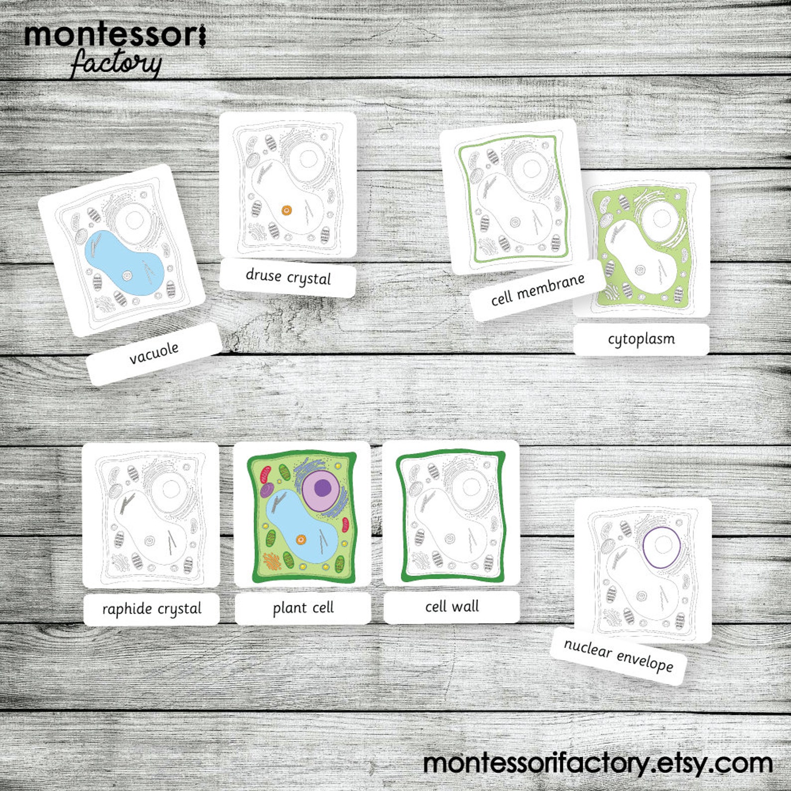 PLANT CELL Montessori Cards Flash Cards Three Part Cards - Etsy