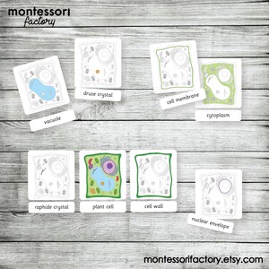 PLANT CELL Montessori Cards Flash Cards Three Part Cards Nomenclature ...