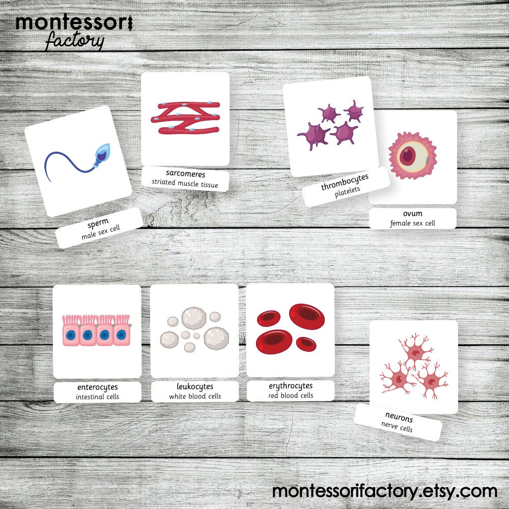 HUMAN BODY CELLS Montessori Cards Flash Cards Three Part - Etsy