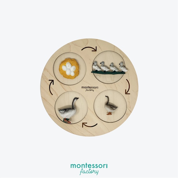Life Cycle of a GOOSE Montessori Material Educational Toy - Etsy Australia