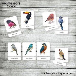 BIRDS ANIMALS • Montessori Cards • Flash Cards • Three Part Cards ...