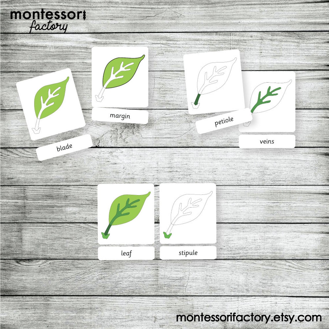PARTS of a LEAF • Montessori Cards • Flash Cards • Three Part Cards ...