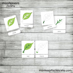PARTS of a LEAF • Montessori Cards • Flash Cards • Three Part Cards ...