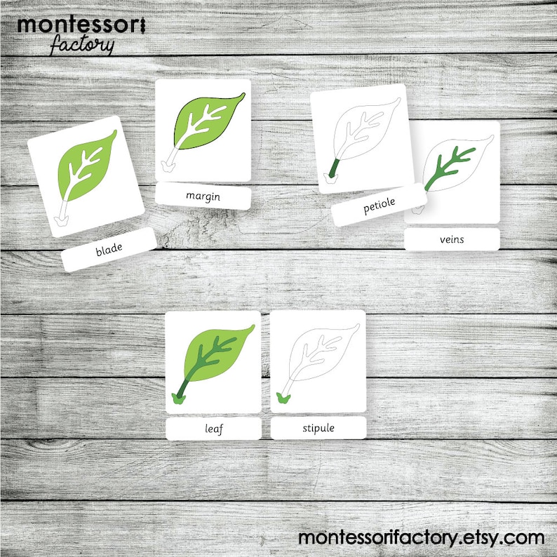 PARTS of a LEAF Montessori Cards Flash Cards Three Part - Etsy