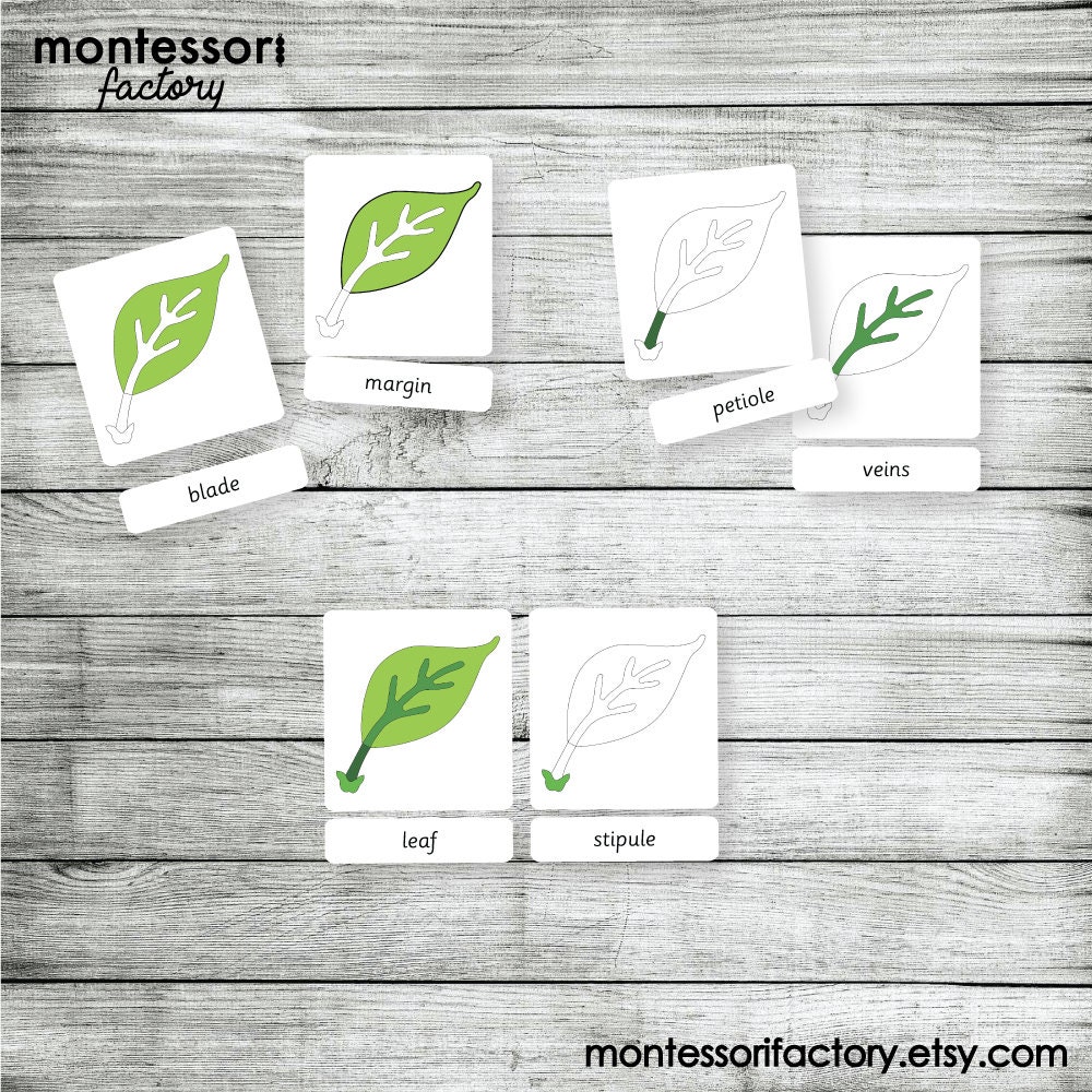 PARTS of a LEAF • Montessori Cards • Flash Cards • Three Part Cards ...