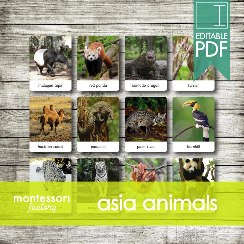Asian Animals Montessori Nomenclature Cards (editable PDF) - Etsy