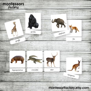 JUNGLE ANIMALS • Montessori Cards • Flash Cards • Three Part Cards ...