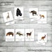 JUNGLE ANIMALS Montessori Cards Flash Cards Three Part Cards ...