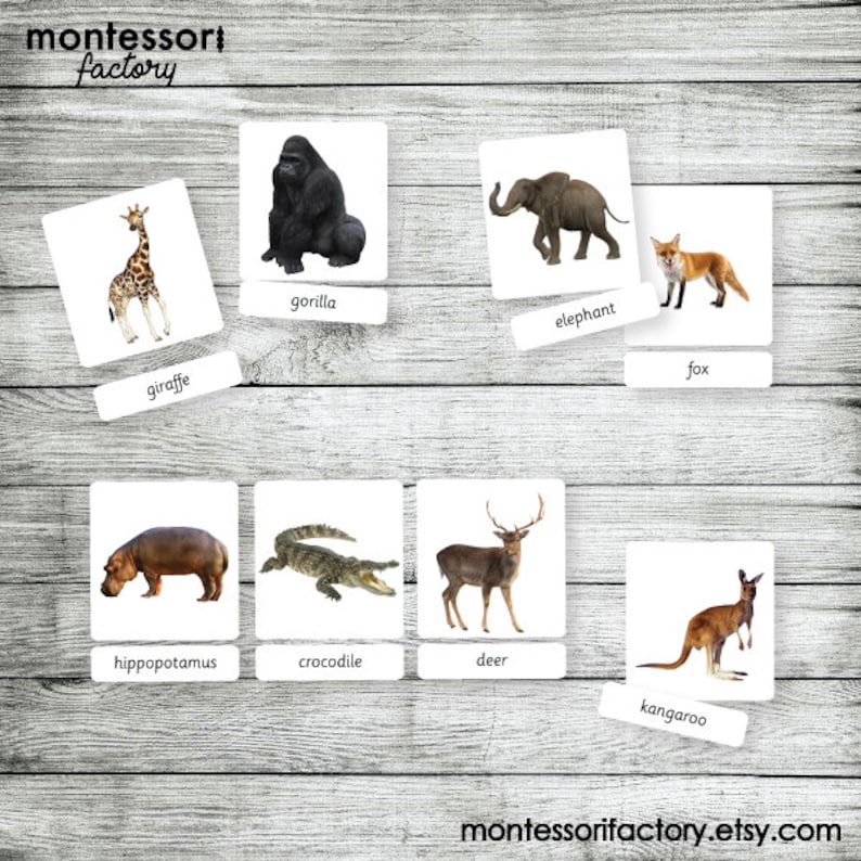 Jungle Animals Montessori Nomenclature Cards • Educational Flash Cards ...