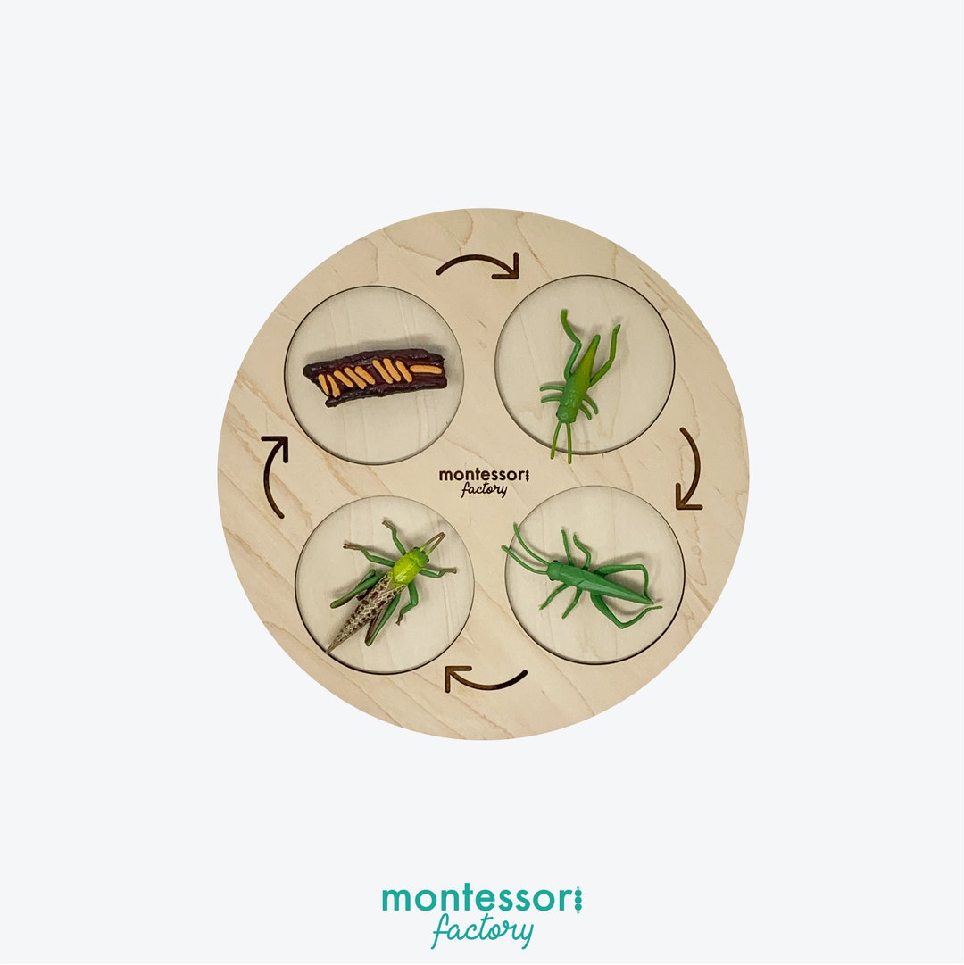 Life Cycle of a GRASSHOPPER • Montessori Material • Educational Toy ...