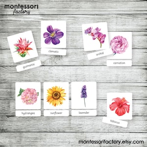 FLOWERS (BOTANY) • Montessori Cards • Flash Cards • Three Part Cards ...