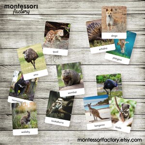 AUSTRALIA / OCEANIA ANIMALS • Montessori Cards • Flash Cards • Three ...