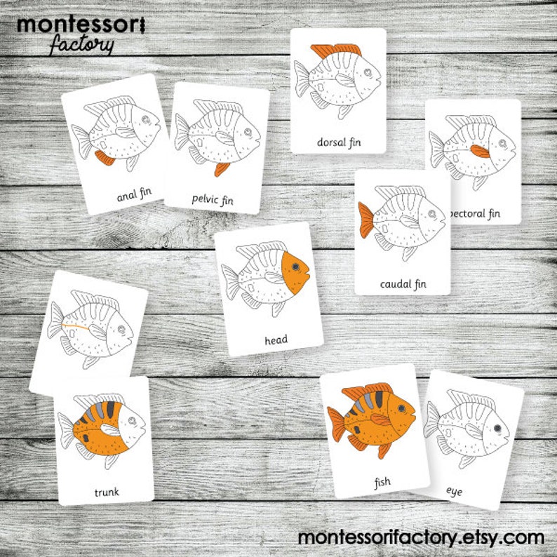 PARTS of a FISH Montessori Nomenclature Cards Flash Cards - Etsy
