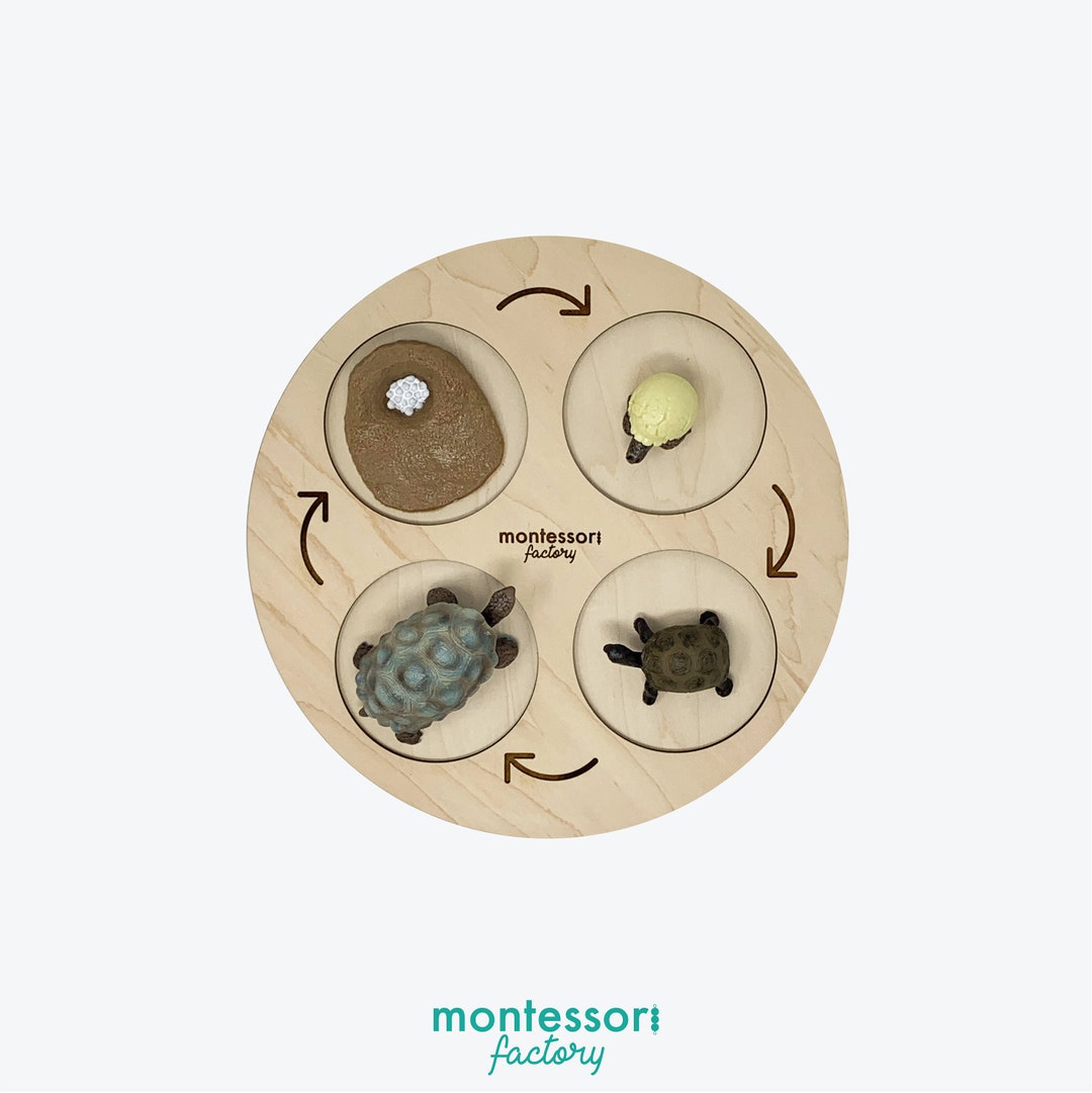 Life Cycle of a GALAPAGOS TORTOISE • Montessori Material • Educational ...