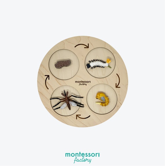 Life Cycle of a MOSQUITO Montessori Material Educational - Etsy
