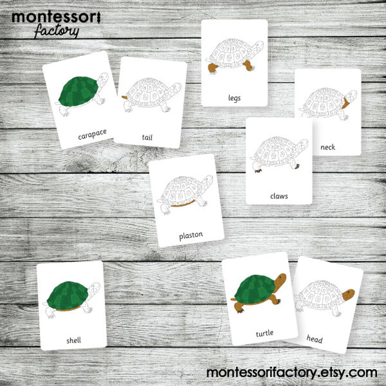 PARTS of a TURTLE Montessori Cards Flash Cards Three - Etsy
