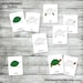 Parts of a Turtle Montessori Nomenclature Cards (editable PDF) - Etsy