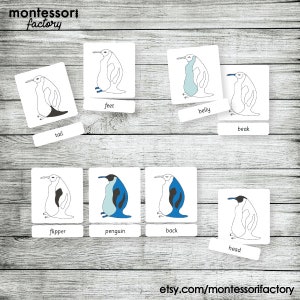 PARTS of a PENGUIN • Montessori Cards • Flash Cards • Three Part Cards ...