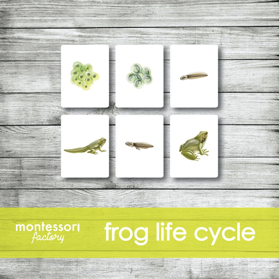 FROG LIFE CYCLE • Montessori Cards • Flash Cards • Educational Material ...