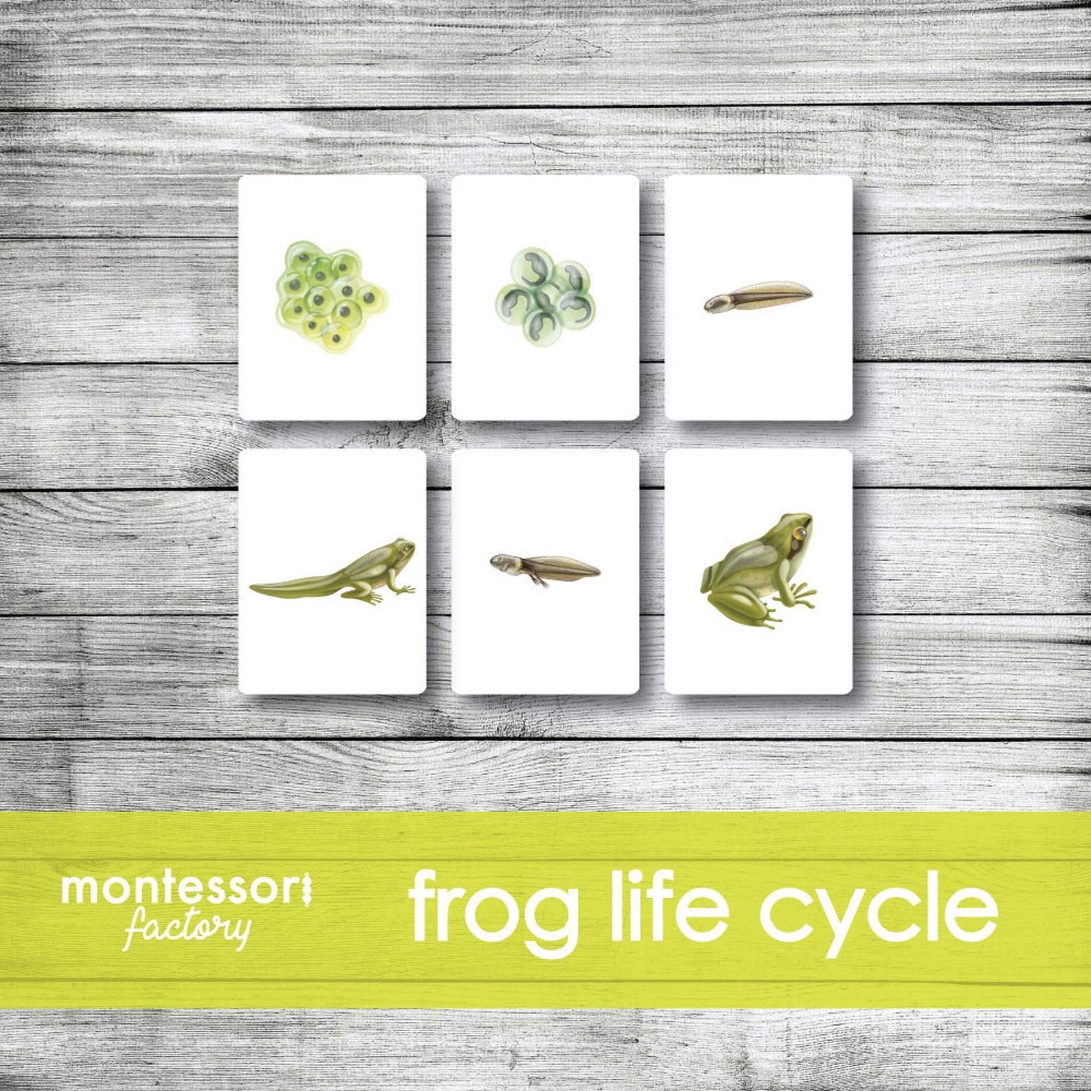 Frog Life Cycle Montessori Cards • Educational Printable Flash Cards - Etsy