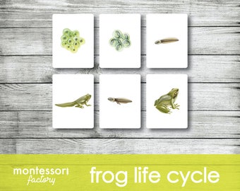 FROG LIFE CYCLE • Montessori Cards • Flash Cards • Educational Material ...