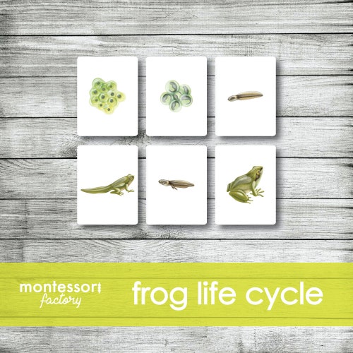 FROG LIFE CYCLE Montessori Cards Flash Cards Educational - Etsy