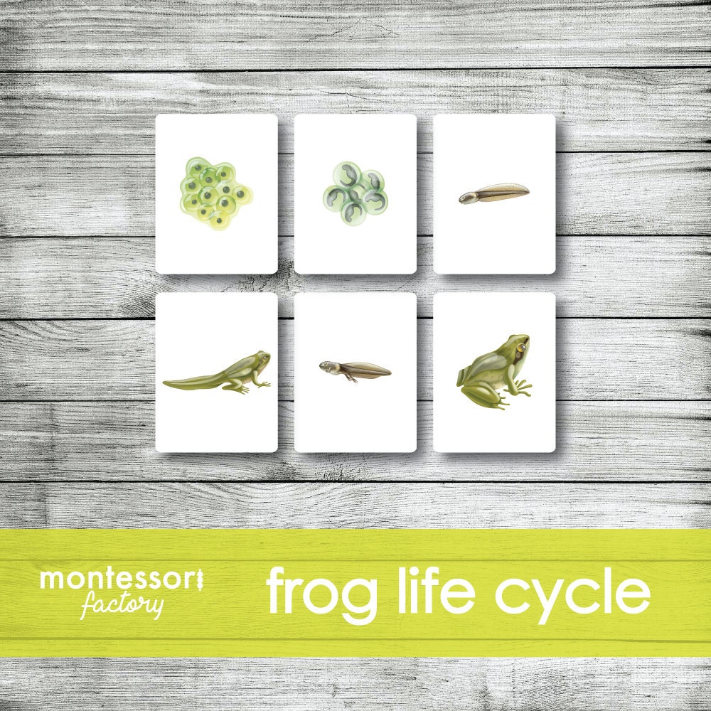 FROG LIFE CYCLE Montessori Cards Flash Cards Educational - Etsy Singapore
