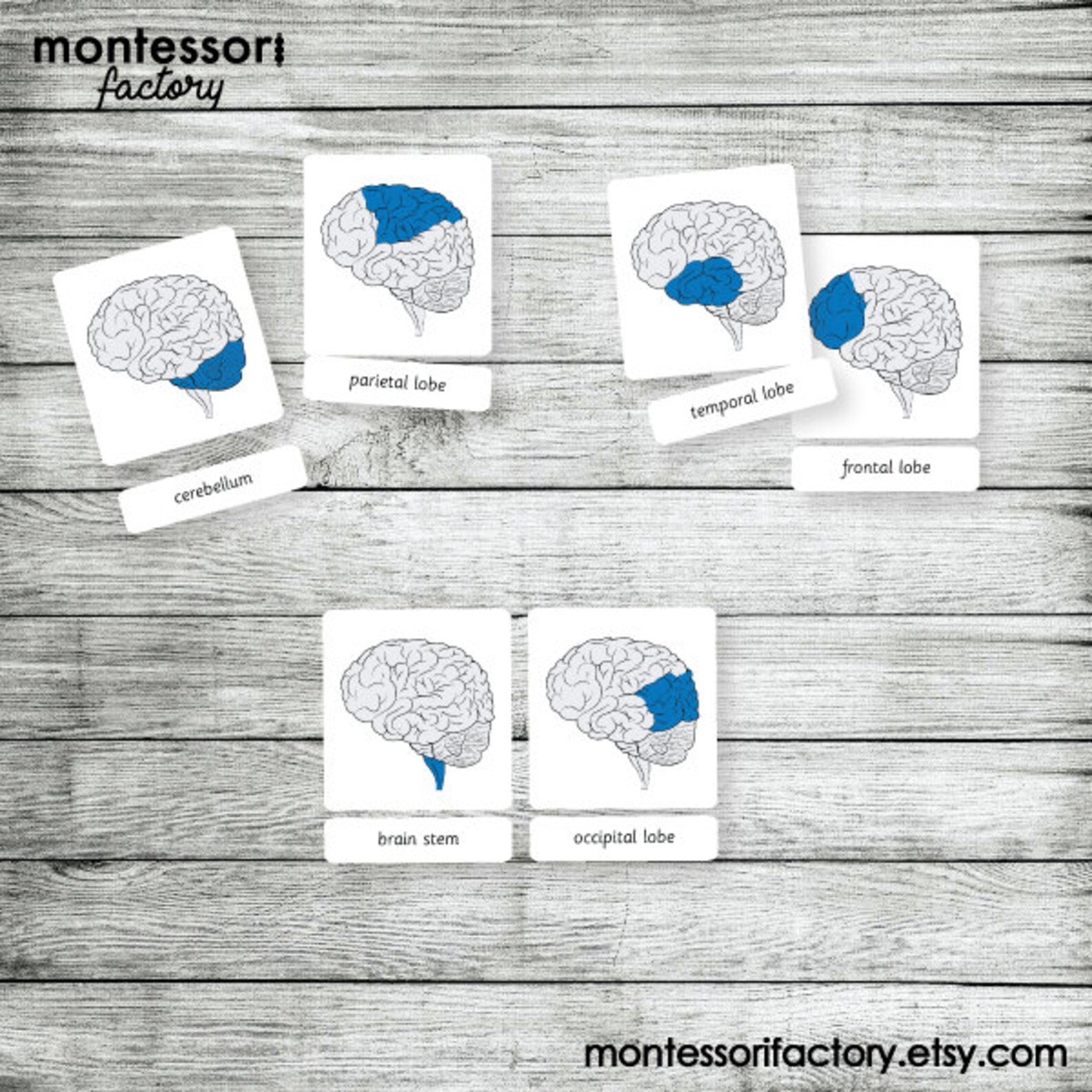 HUMAN BRAIN Parts • Montessori Cards • Flash Cards • Three Part Cards ...
