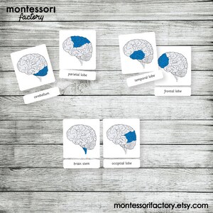 HUMAN BRAIN Parts • Montessori Cards • Flash Cards • Three Part Cards ...