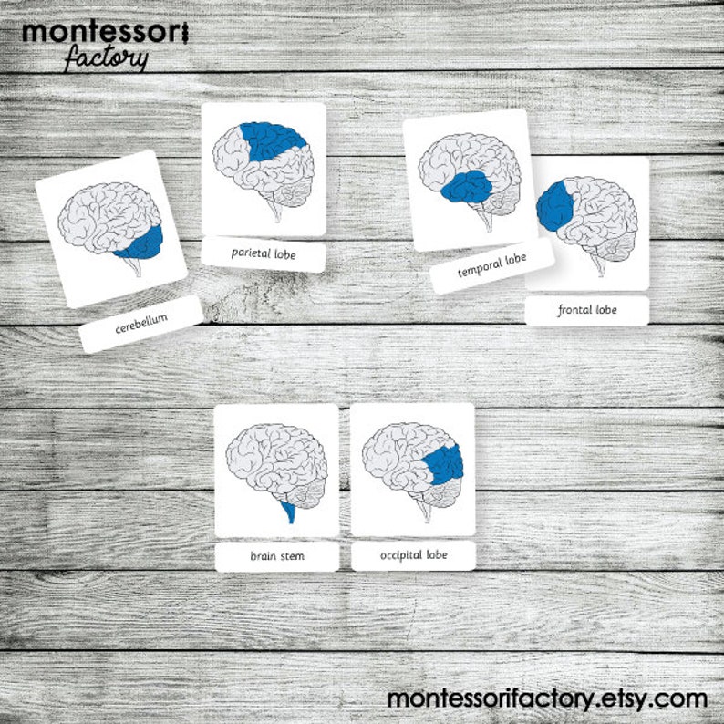 HUMAN BRAIN Parts • Montessori Cards • Flash Cards • Three Part Cards ...