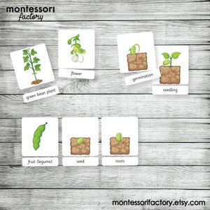 BEAN LIFE CYCLE • Montessori Cards • Flash Cards • Educational Material ...