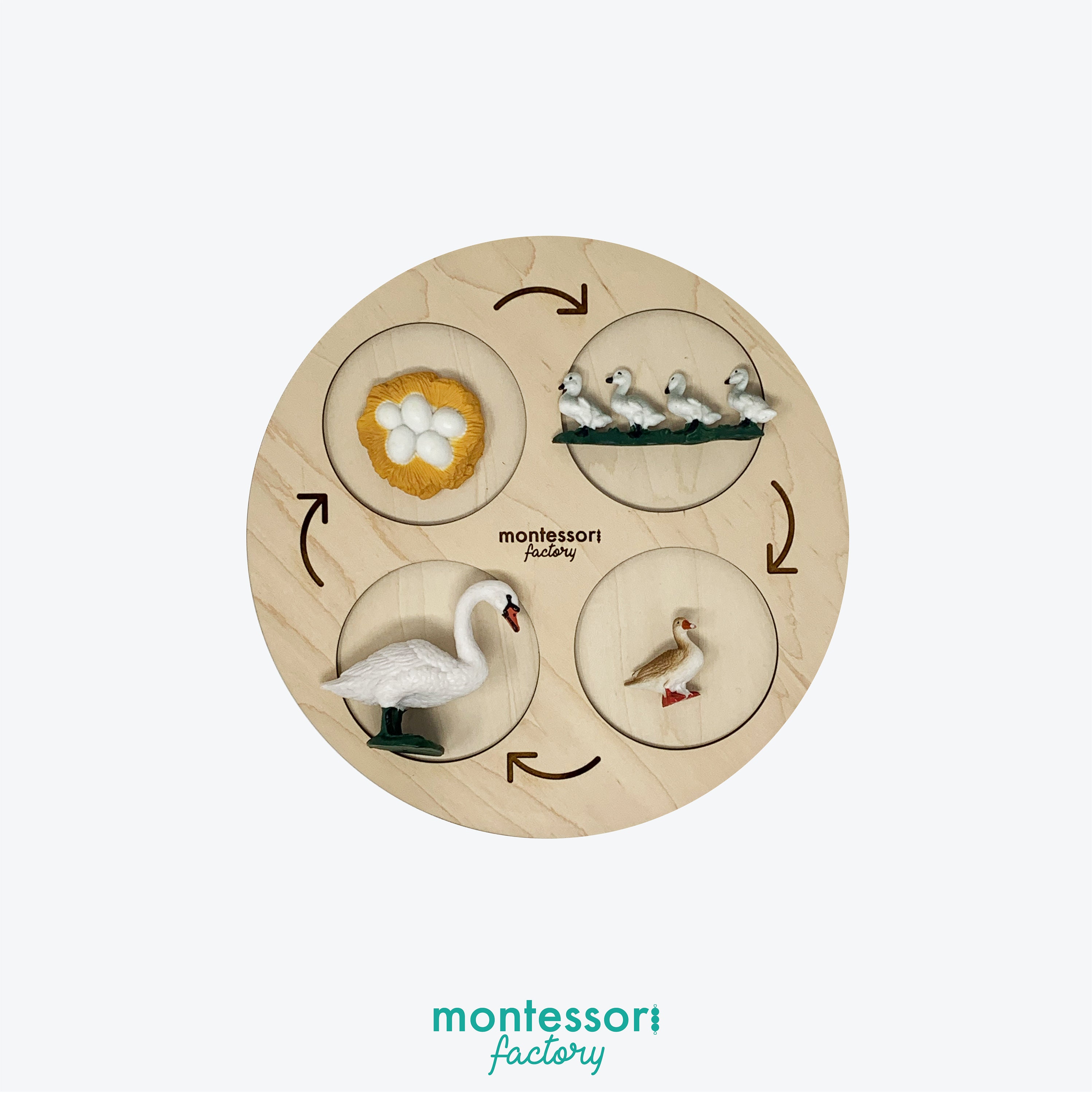 White Swan Life Cycle • Montessori Wooden Tray, Educational Toy - Etsy ...
