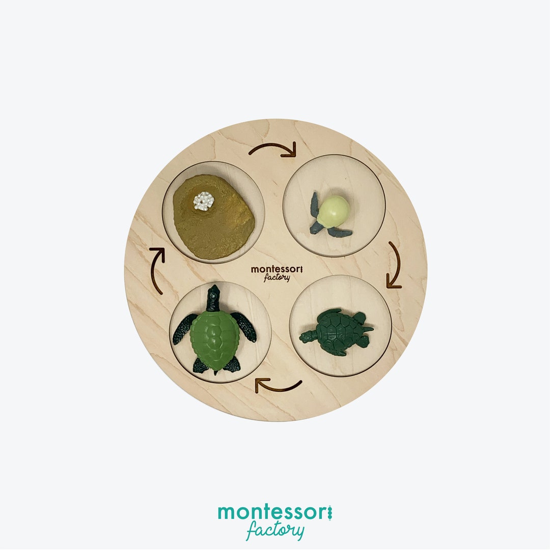 Life Cycle of a GREEN SEA TURTLE • Montessori Material • Educational ...