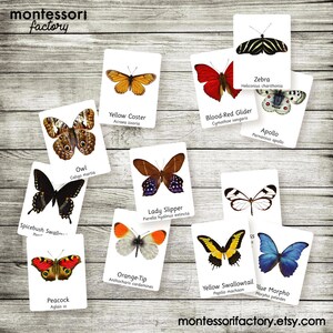 AMAZING BUTTERFLIES Montessori Cards, Flash Cards, Three Part Cards ...
