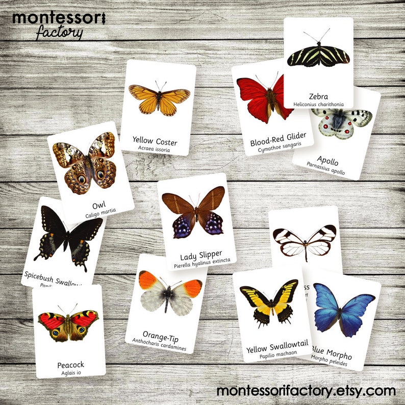 AMAZING BUTTERFLIES Montessori Cards Flash Cards Three Part - Etsy