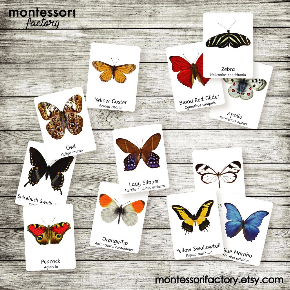 AMAZING BUTTERFLIES Montessori Cards Flash Cards Three Part - Etsy