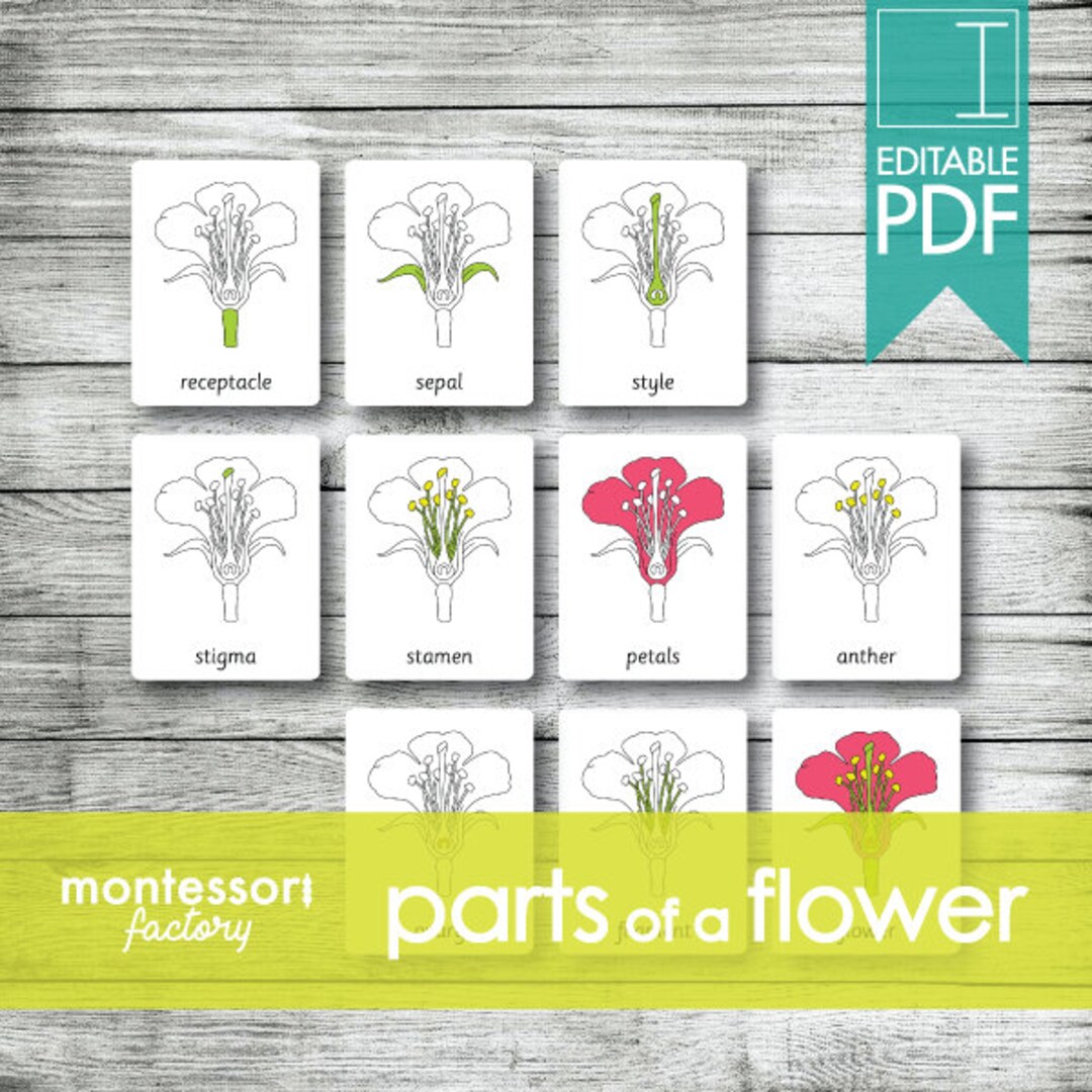 PARTS of a FLOWER • Montessori Cards • Flash Cards • Three Part Cards ...