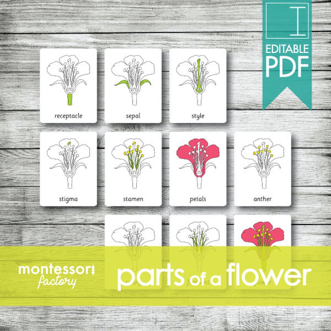 PARTS of a FLOWER • Montessori Cards • Flash Cards • Three Part Cards ...