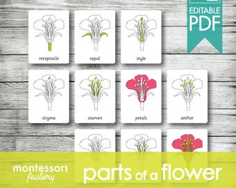 PARTS of a SEED Montessori Cards Flash Cards Three Part - Etsy